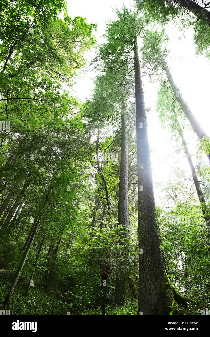 Top of trees in forest Stock Photo - Alamy