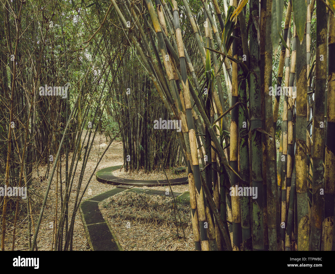 Tropical Rainforest Bengal Bamboo
