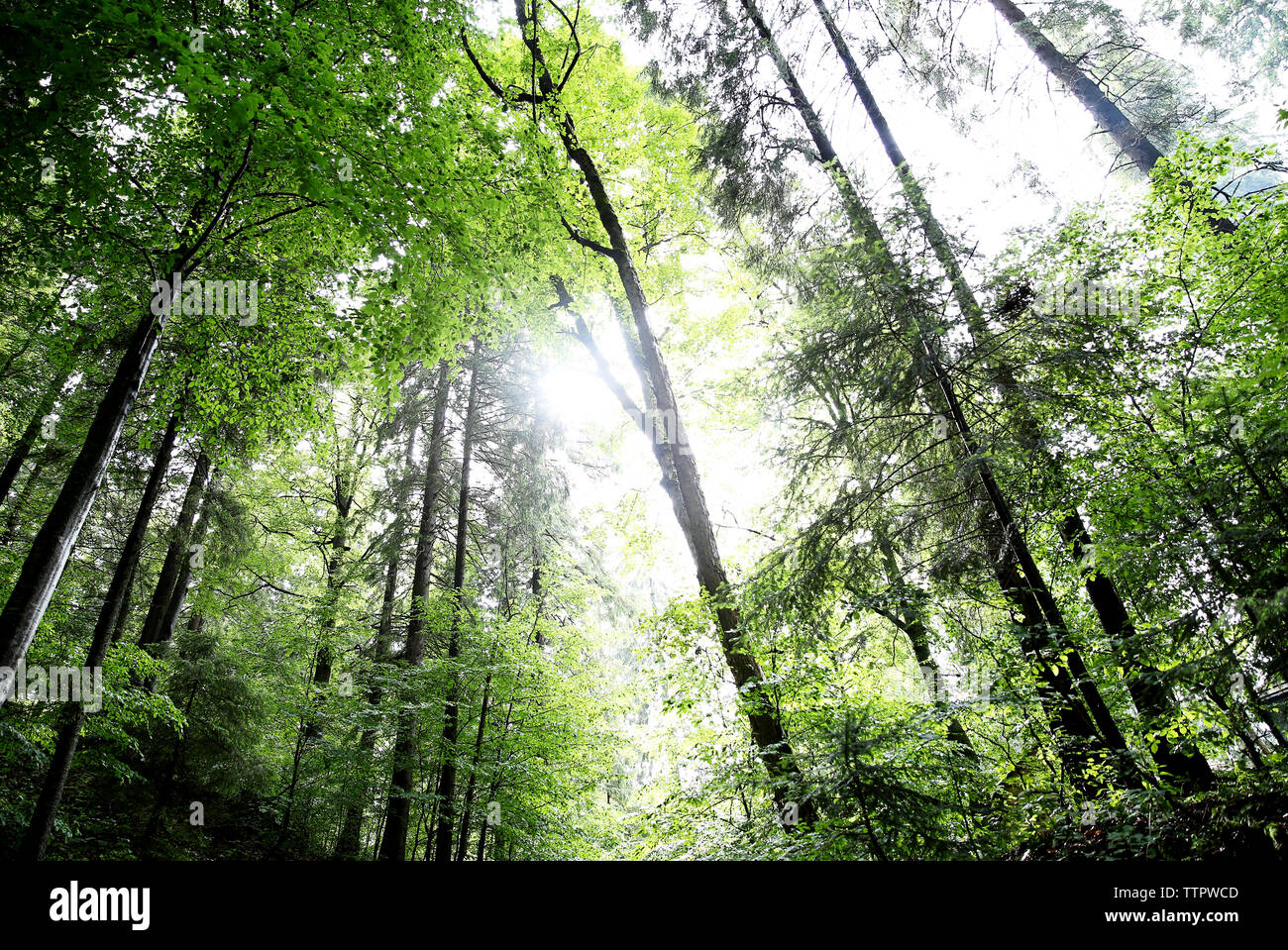 Top of trees in forest Stock Photo - Alamy
