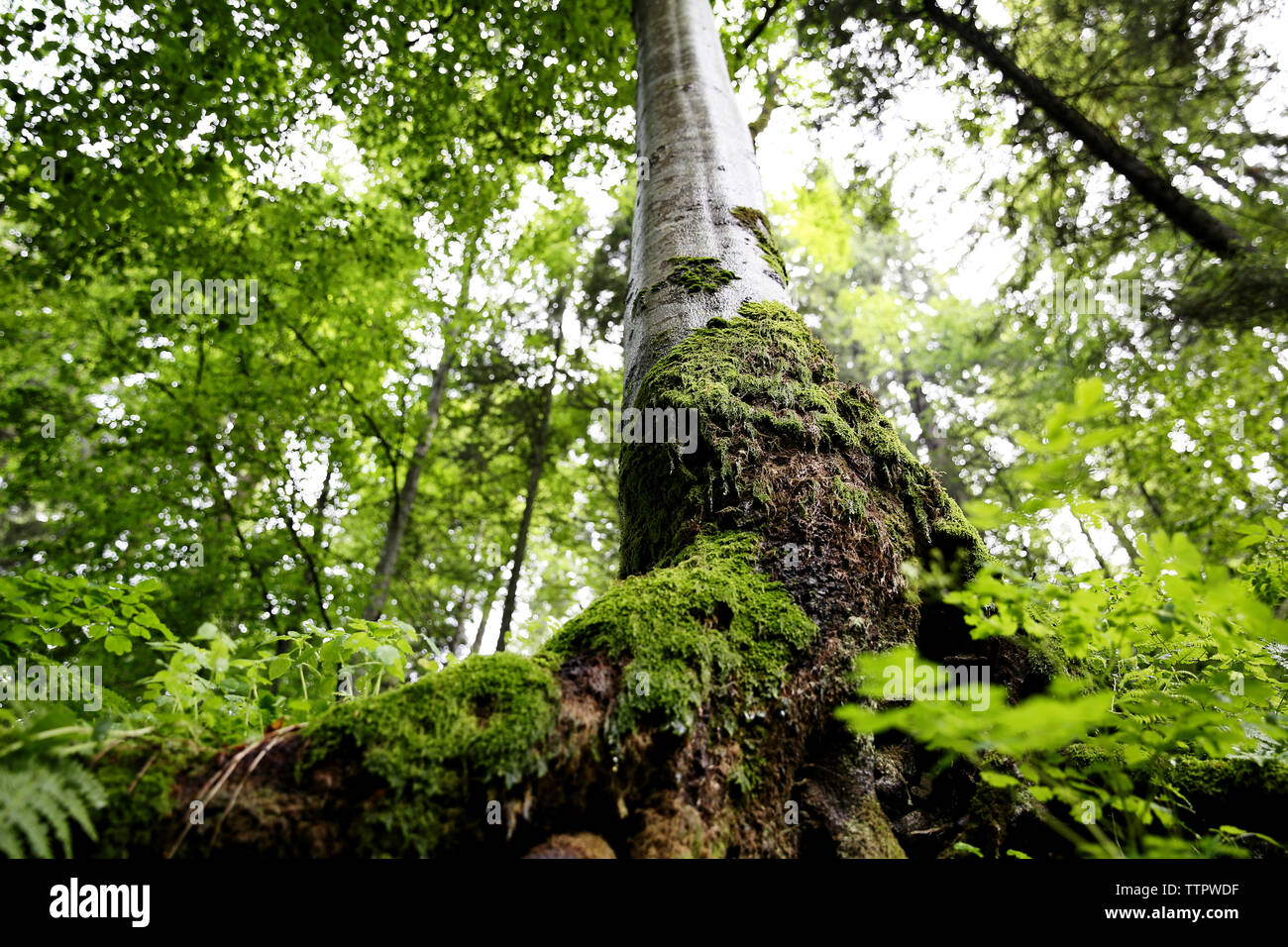 Top of trees in forest Stock Photo - Alamy