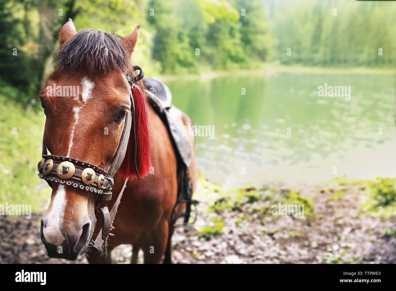 Horse muzzle, closeup Stock Photo - Alamy