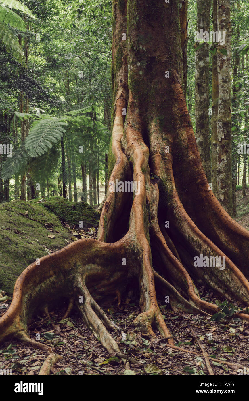 View of the old tree with roots Stock Photo - Alamy