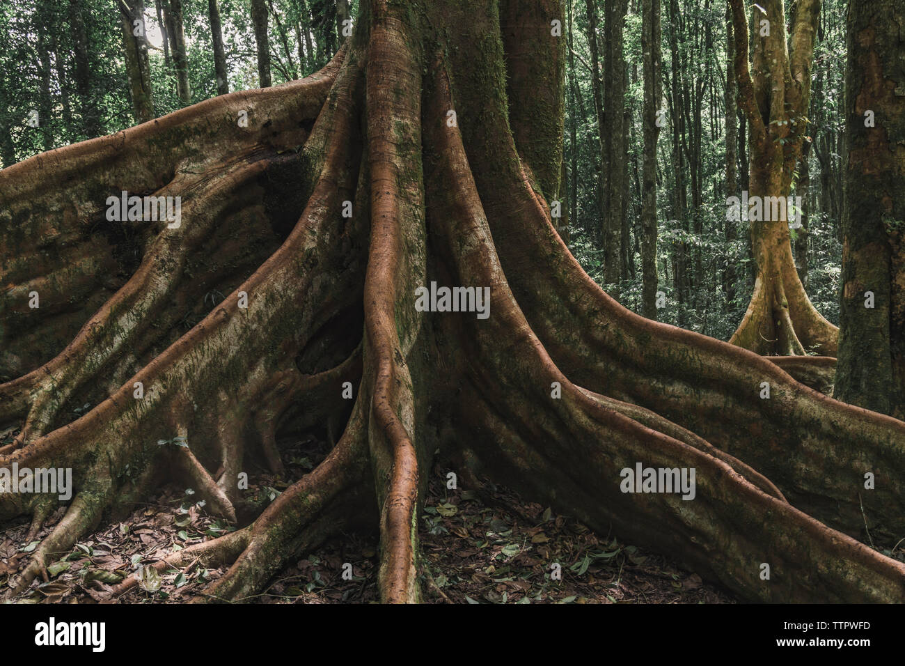 View of the old tree with roots Stock Photo - Alamy