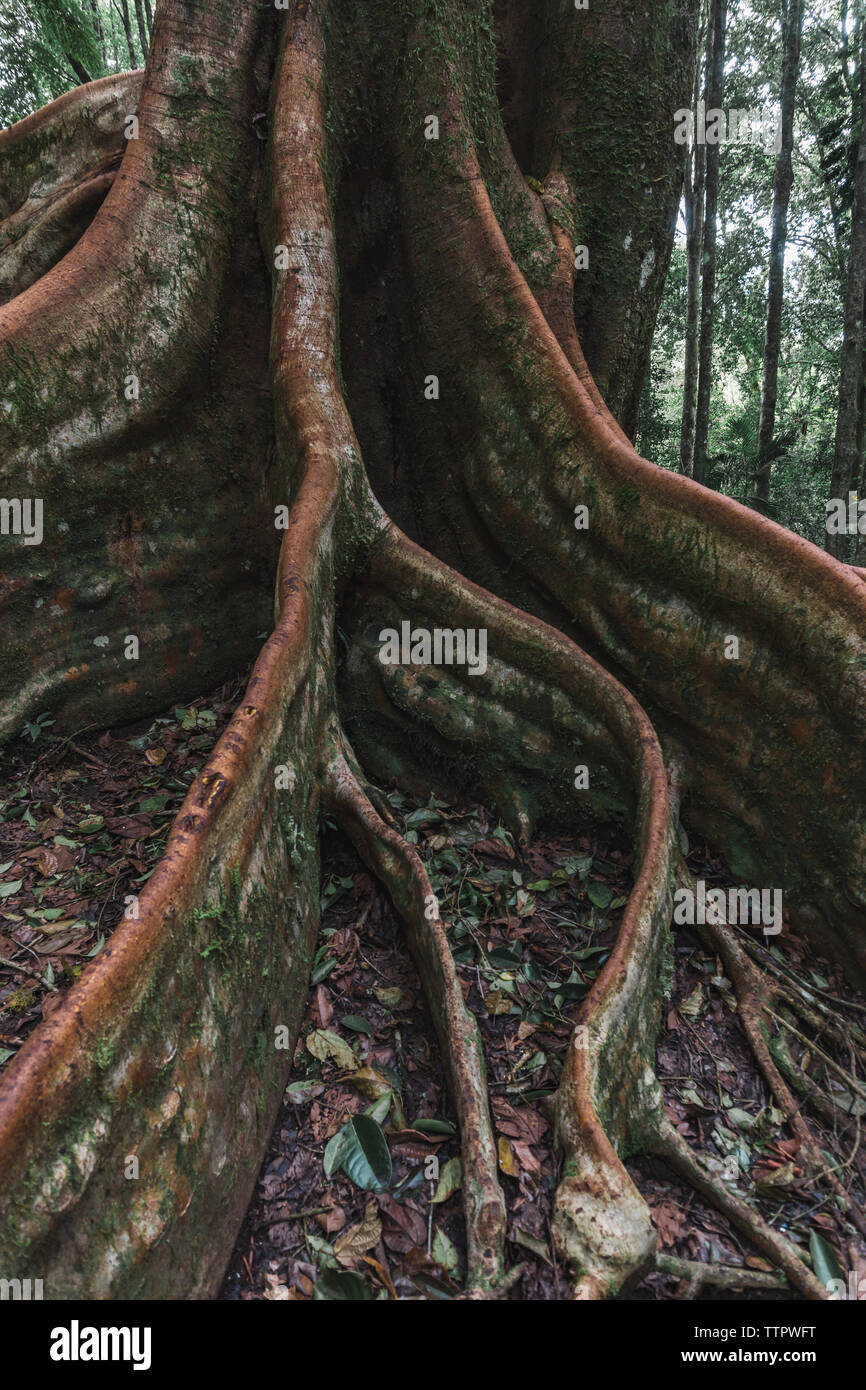 View of the old tree with roots Stock Photo - Alamy