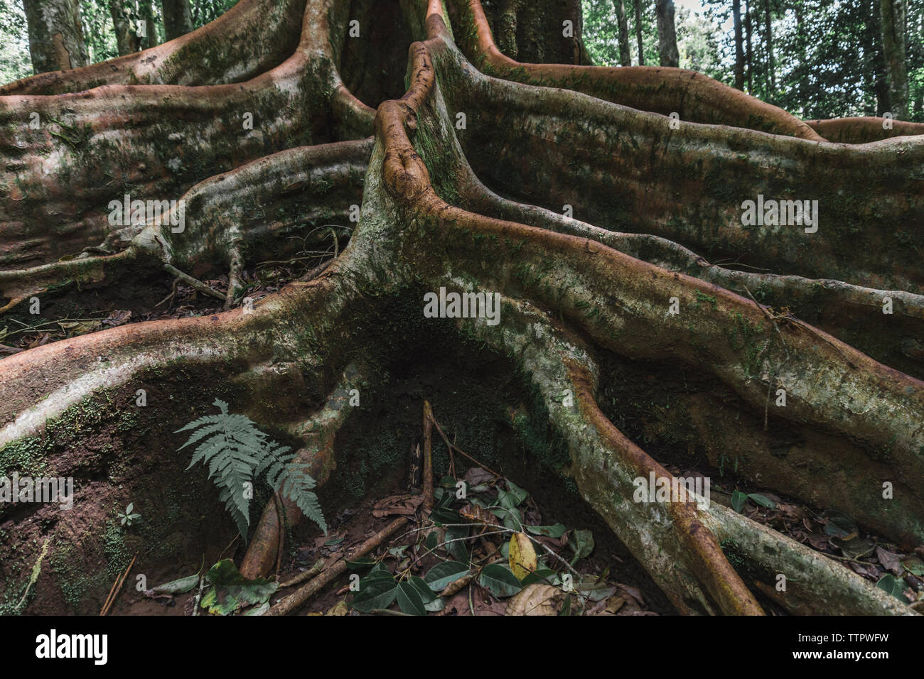 Mossy roots hi-res stock photography and images - Alamy