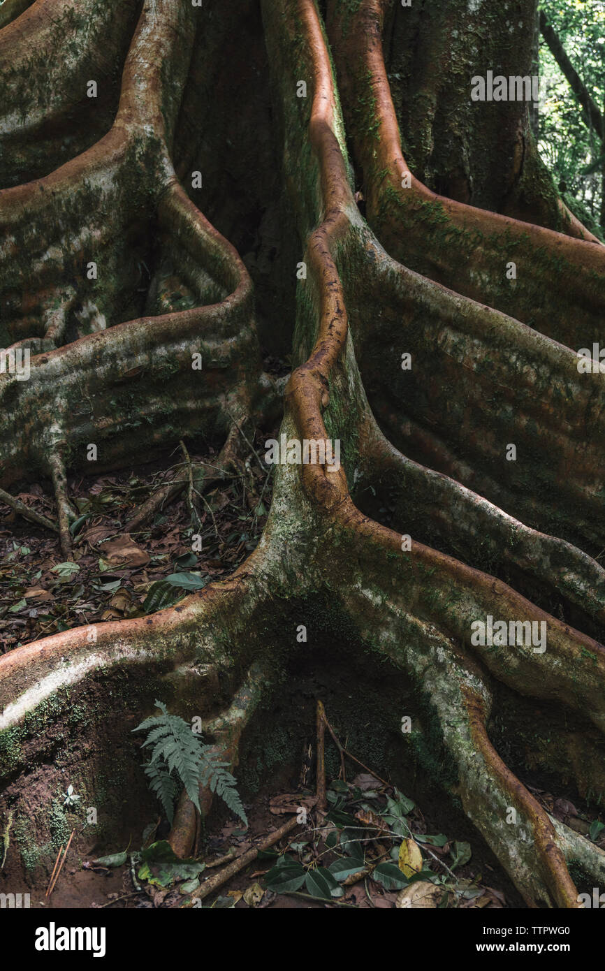 Mossy roots hi-res stock photography and images - Alamy