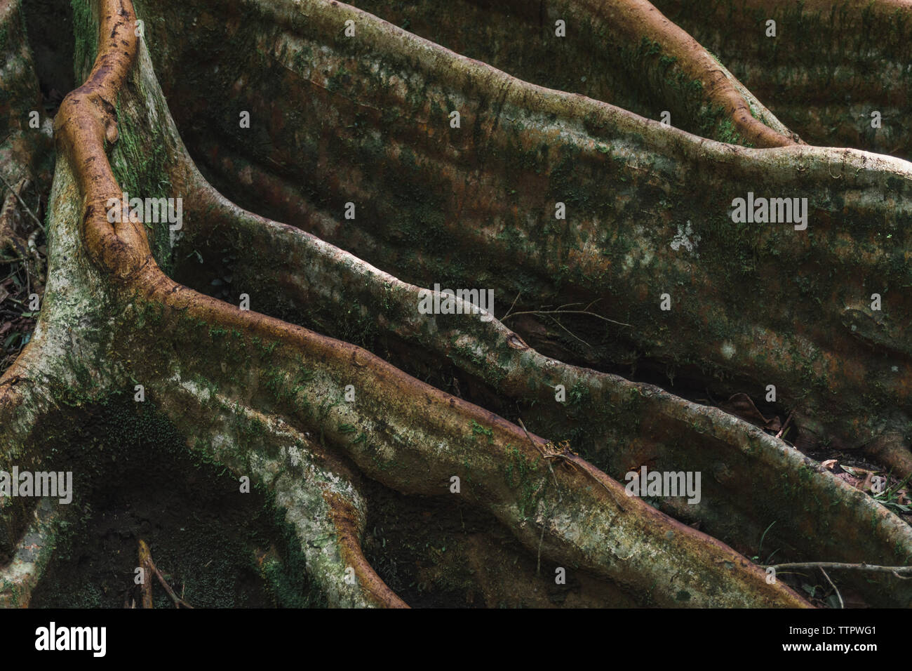 View of the old tree with roots Stock Photo - Alamy