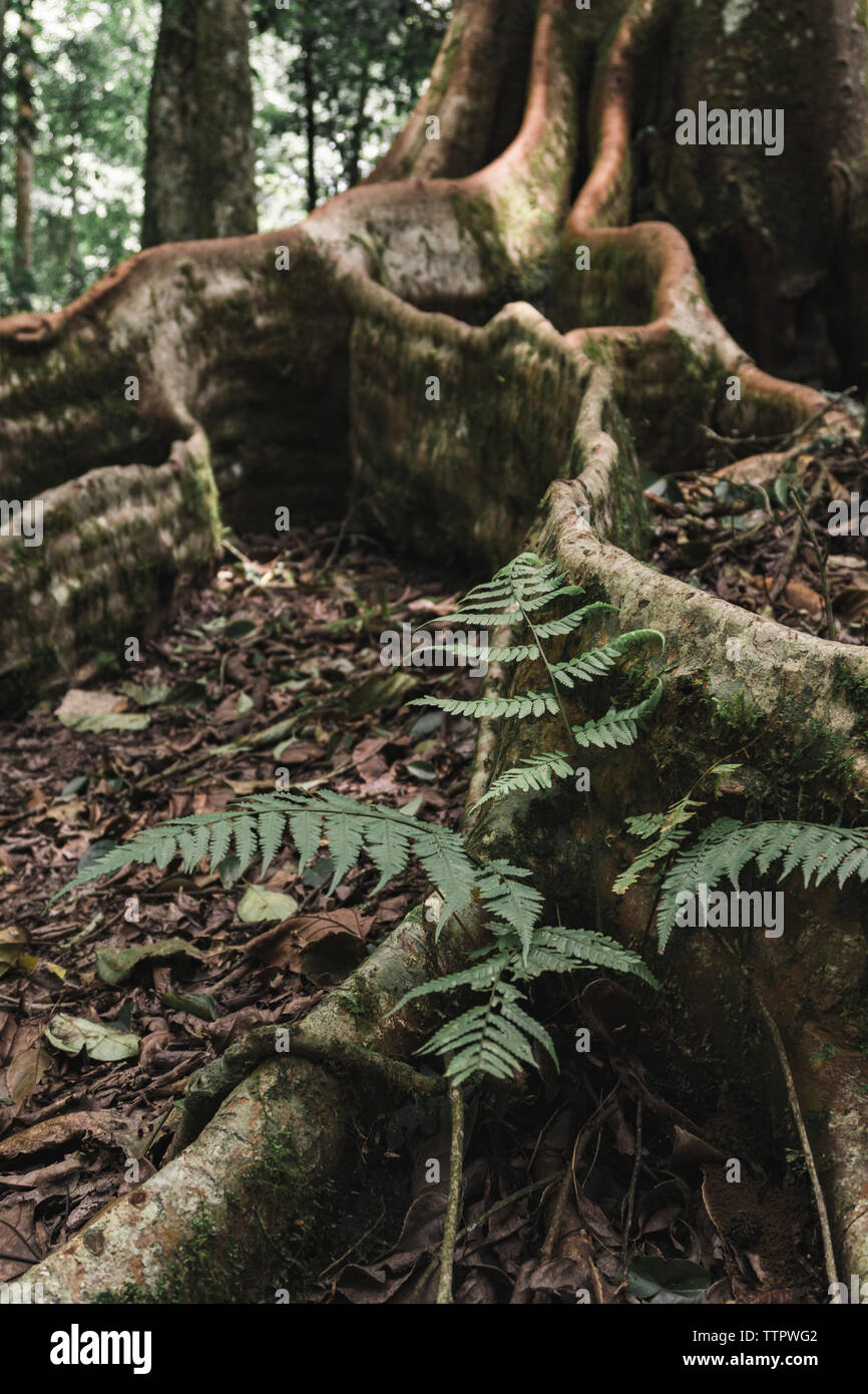 Mossy roots hi-res stock photography and images - Alamy