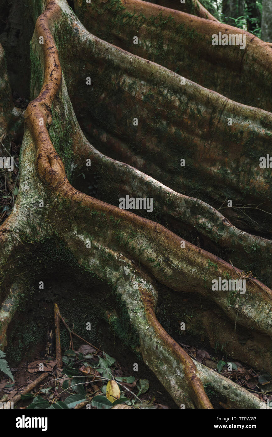 View of the old tree with roots Stock Photo - Alamy