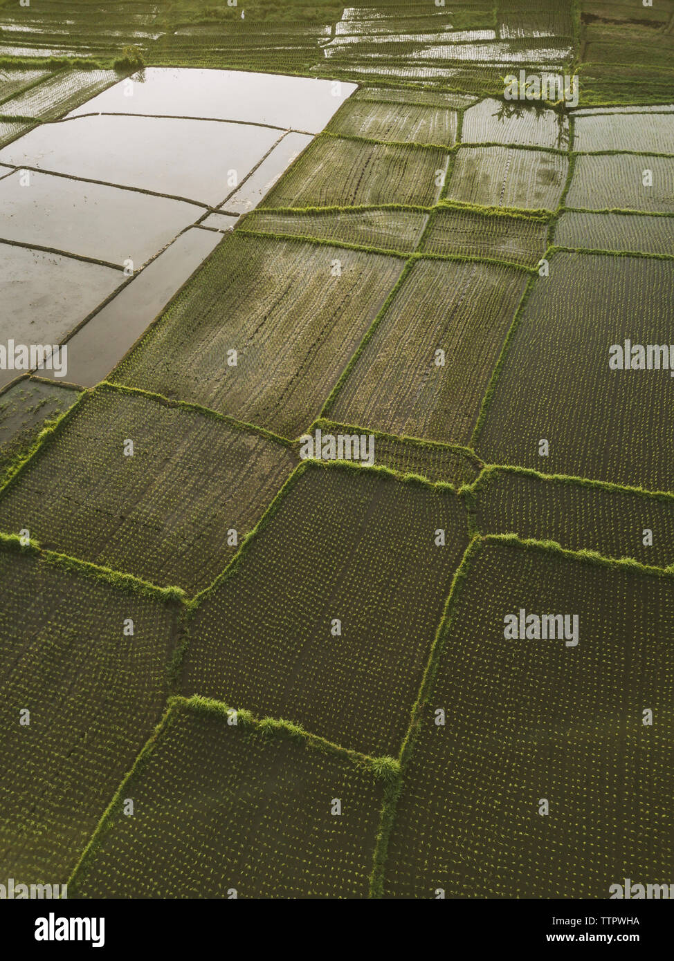 Aerial view of rice fields Stock Photo - Alamy