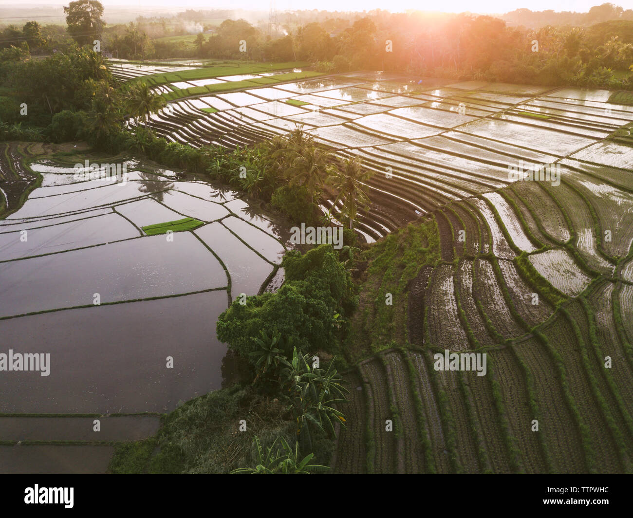 Aerial view of rice fields Stock Photo - Alamy