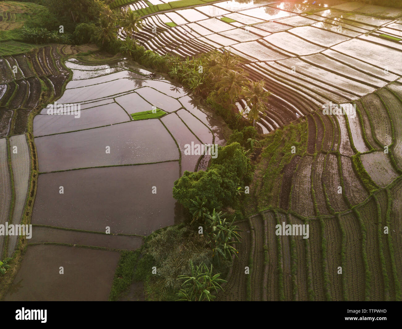 Aerial view of rice fields Stock Photo - Alamy