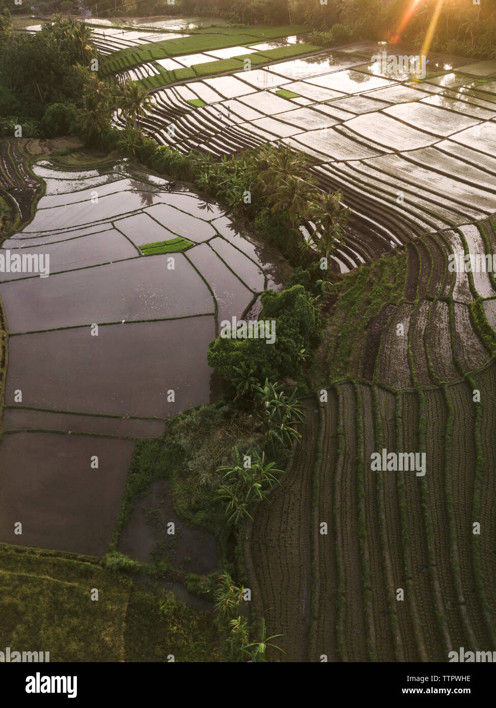 Aerial view of rice fields Stock Photo - Alamy