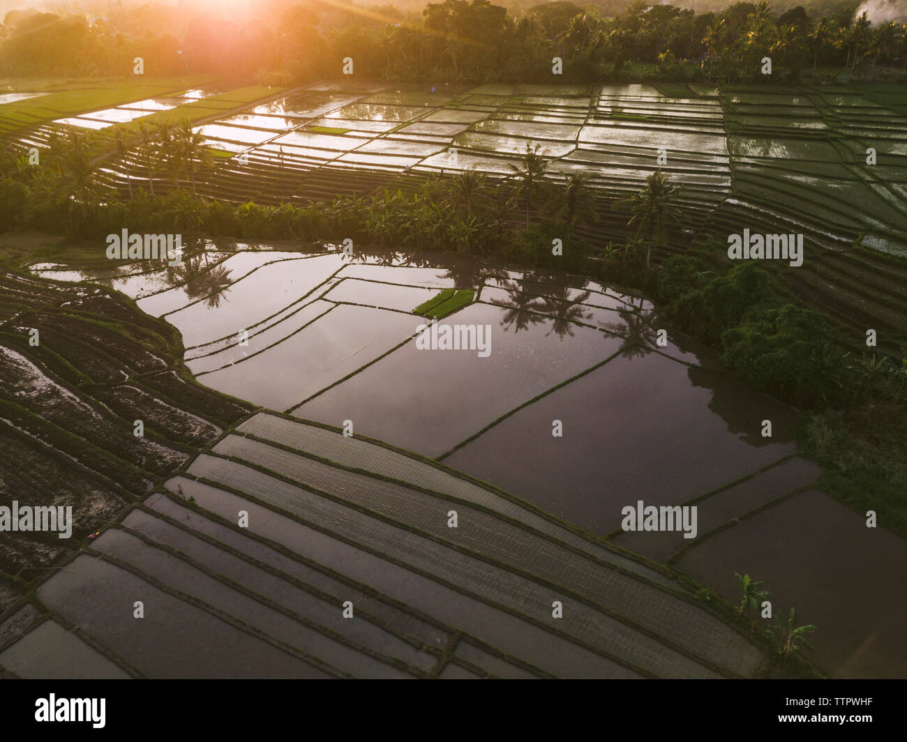 Aerial view of rice fields Stock Photo - Alamy