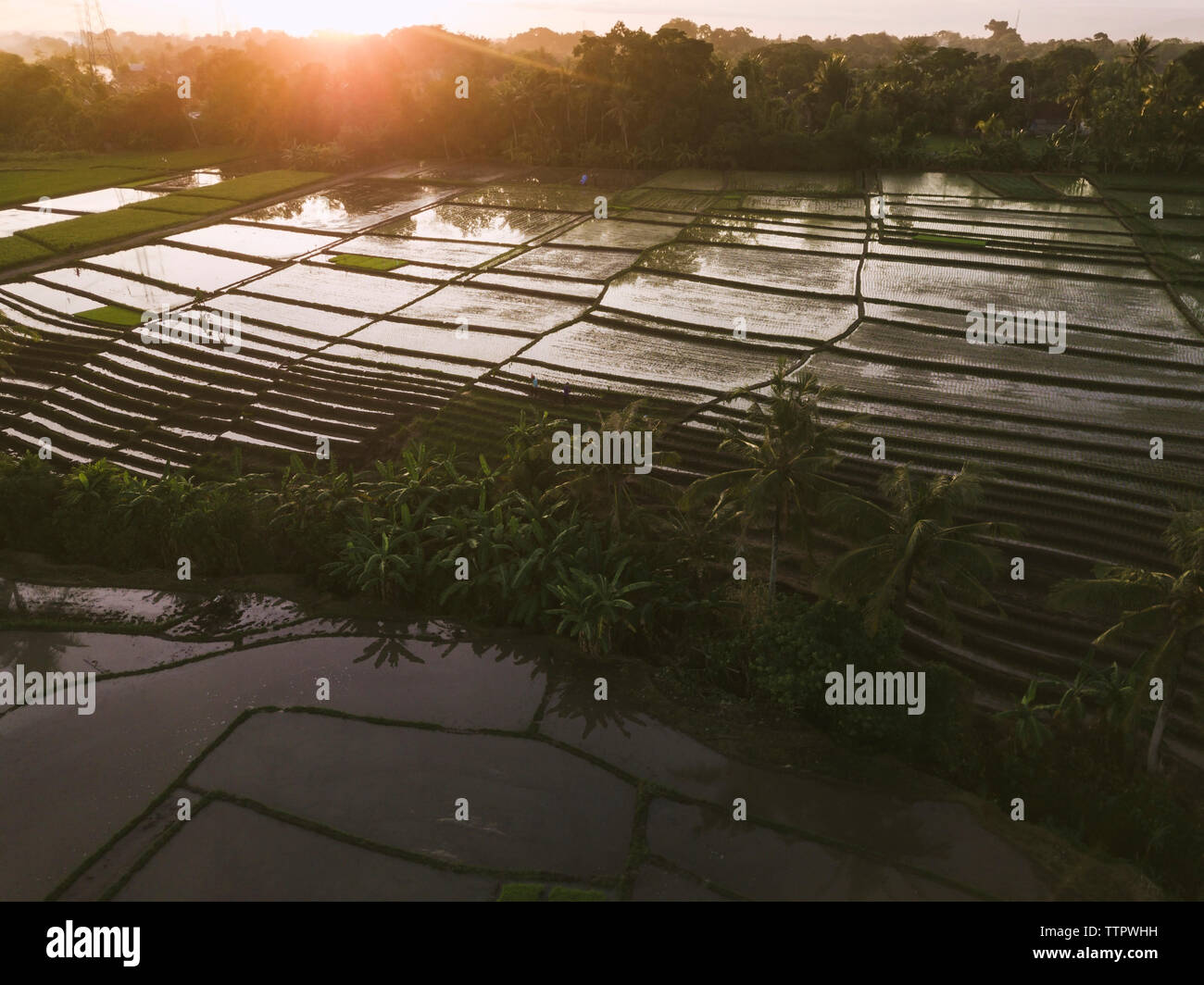 Aerial view of rice fields Stock Photo - Alamy