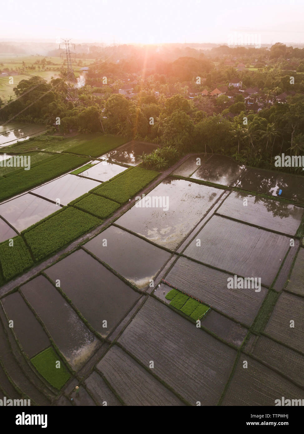 Aerial view of rice fields Stock Photo - Alamy