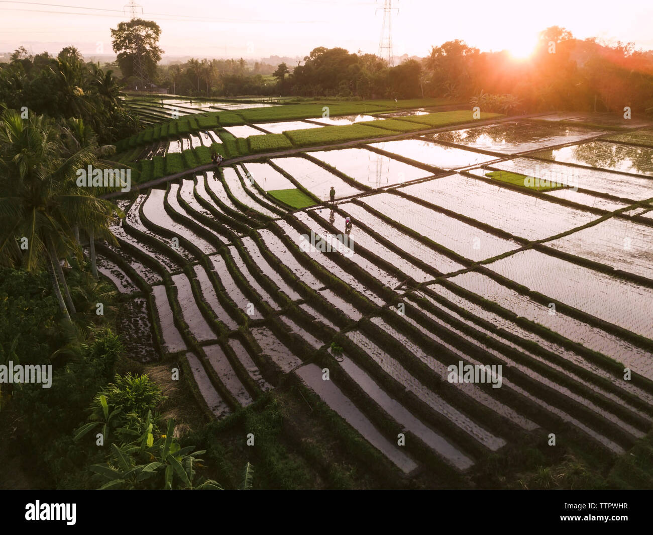 Aerial view of rice fields Stock Photo - Alamy