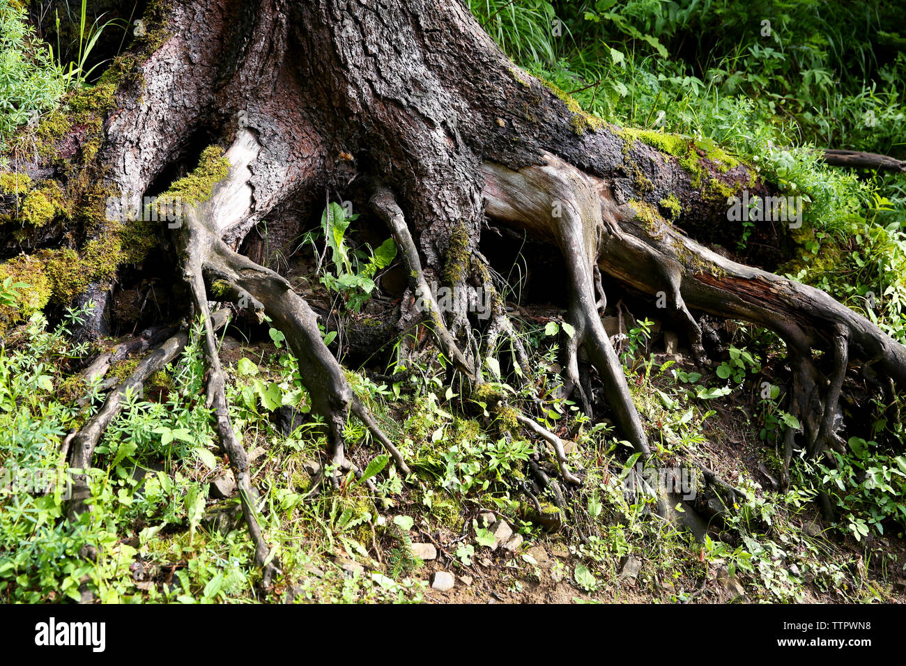 Tree roots in forest, closeup Stock Photo - Alamy