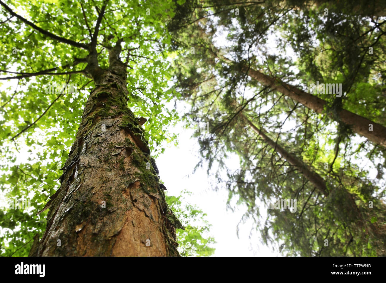 Top of tree in forest Stock Photo - Alamy