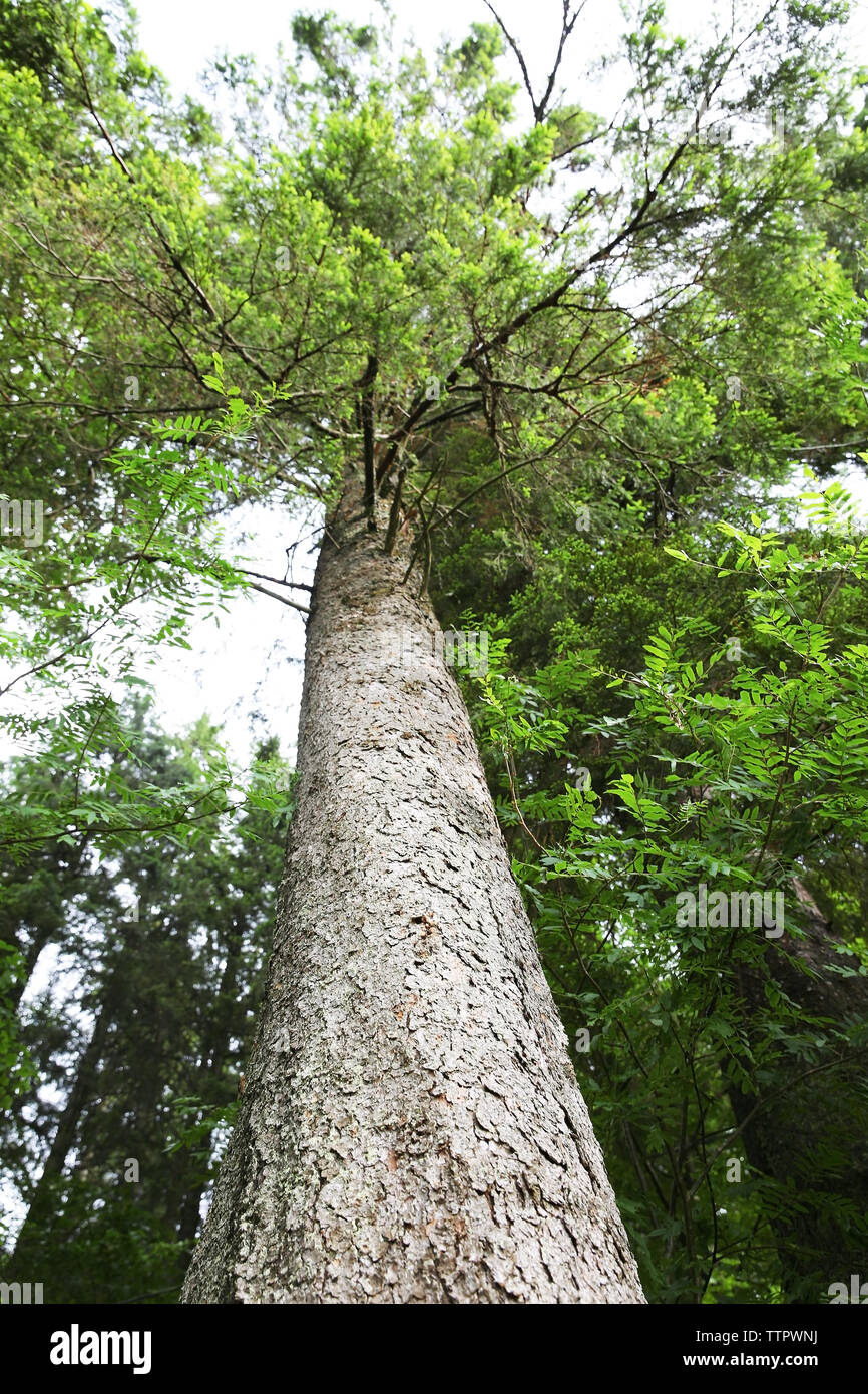 Top of tree in forest Stock Photo - Alamy