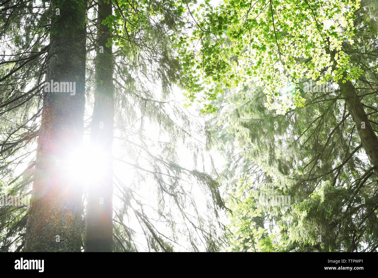 Top of trees in forest Stock Photo - Alamy