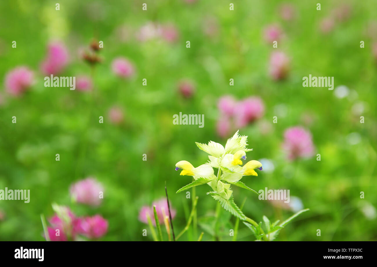 Beautiful wildflower meadow Stock Photo - Alamy