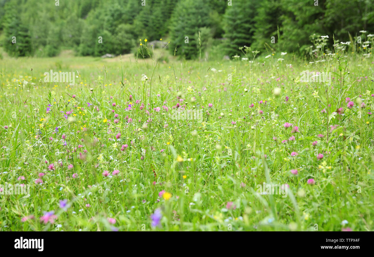 Beautiful wildflower meadow Stock Photo - Alamy