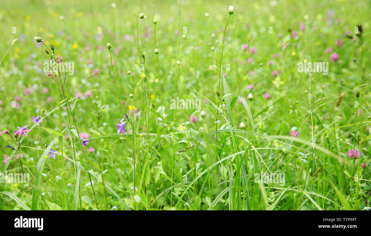 Beautiful wildflower meadow Stock Photo - Alamy
