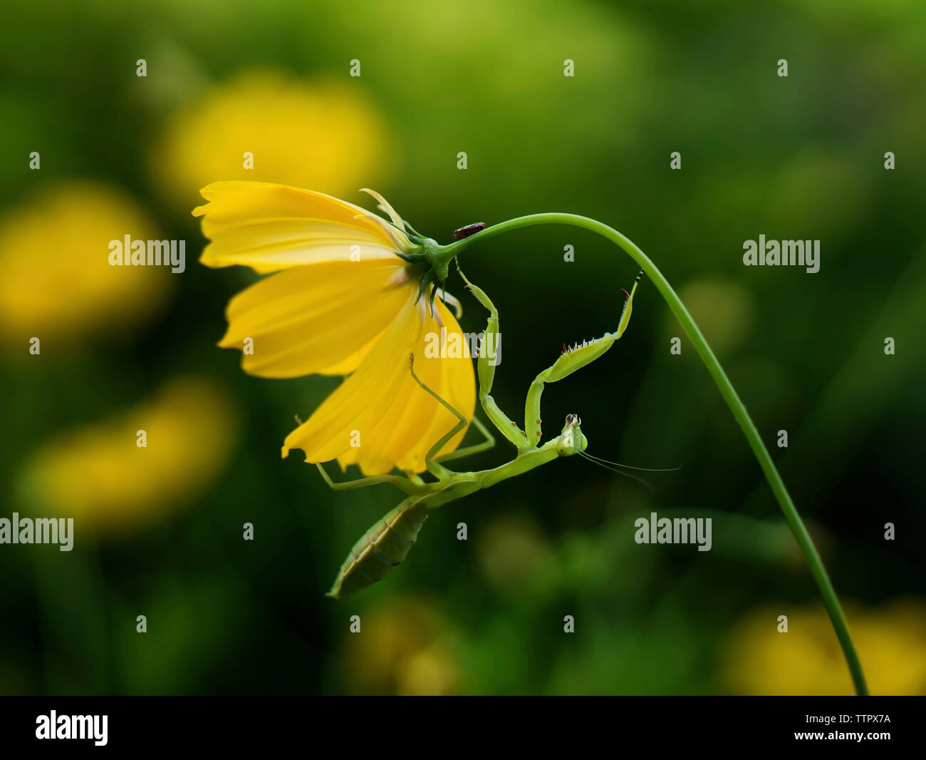 Mantis and flower hi-res stock photography and images - Alamy