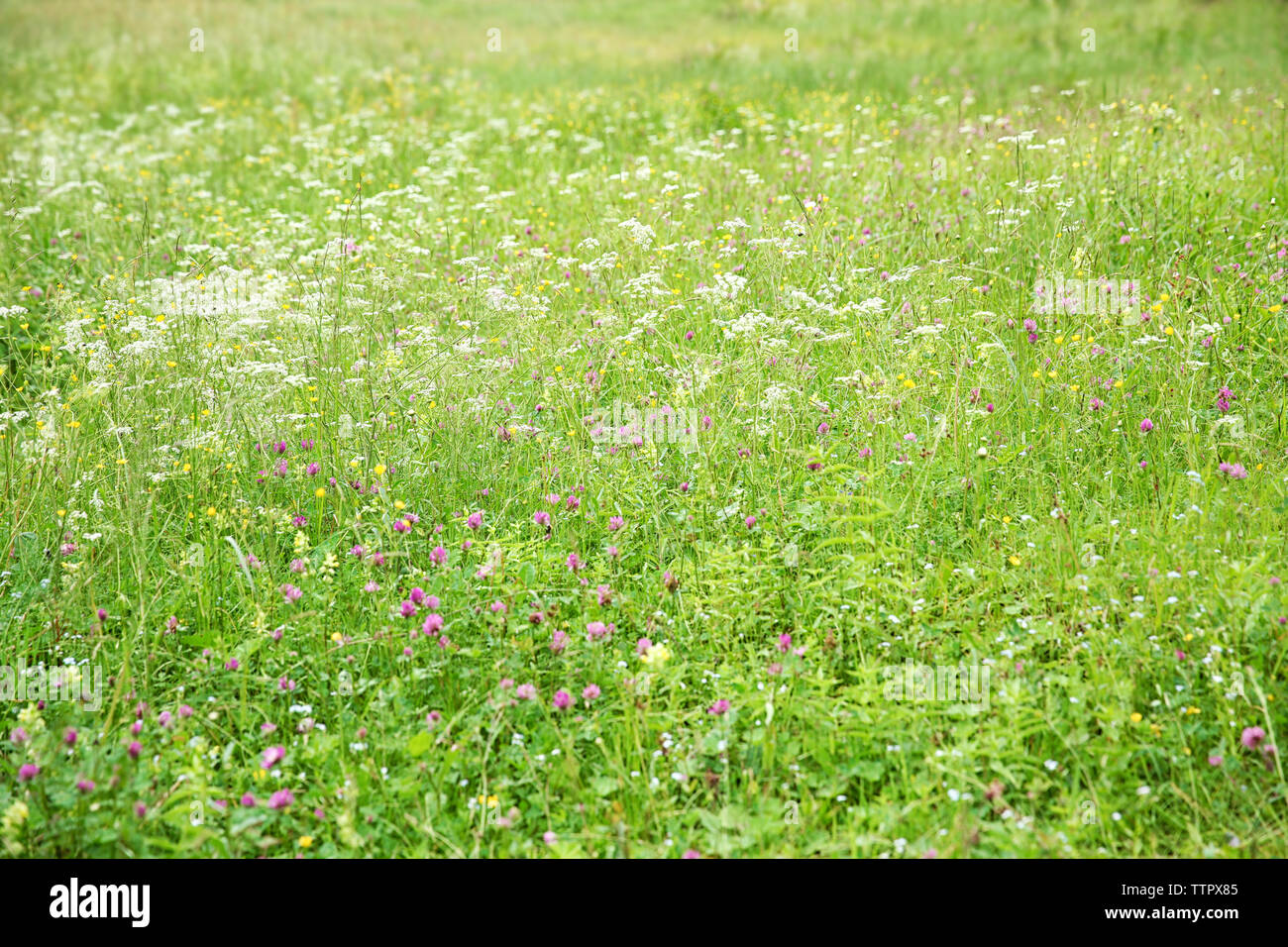 Beautiful wildflower meadow Stock Photo - Alamy