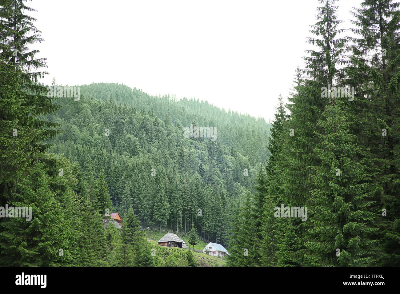 Green forest hills Stock Photo - Alamy