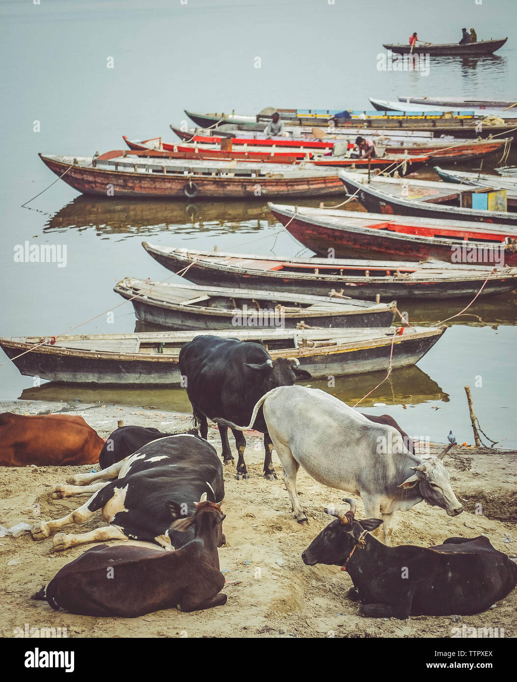 High angle view of cows relaxing at riverbank Stock Photo - Alamy