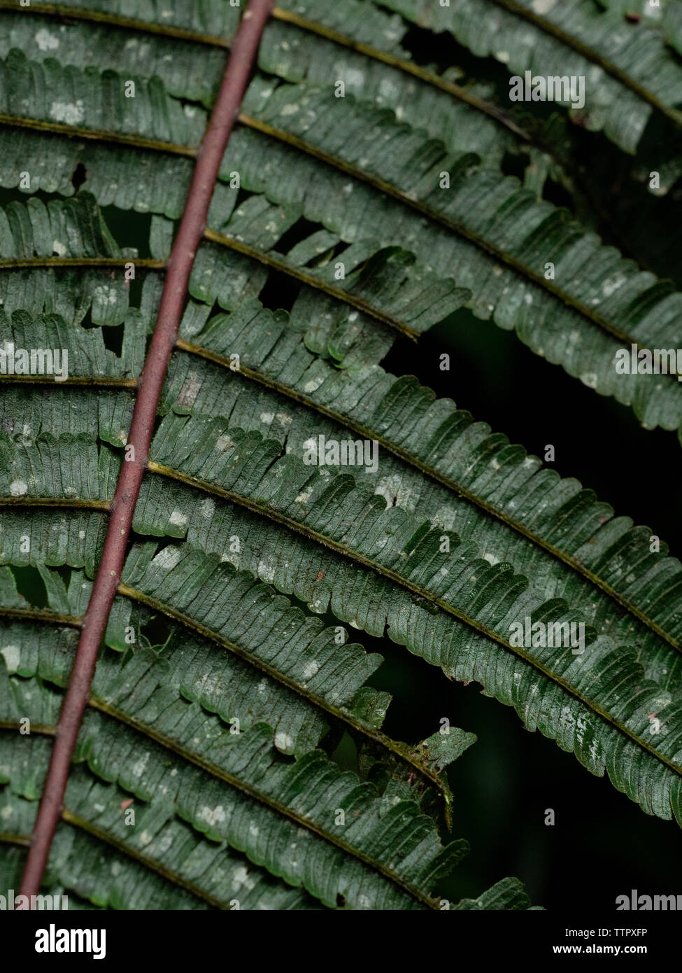 Details of plant hi-res stock photography and images - Alamy