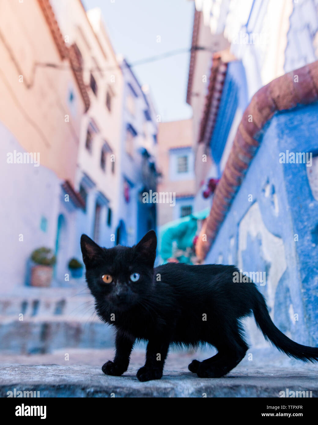 The Blue Pearl Stock Photo - Alamy