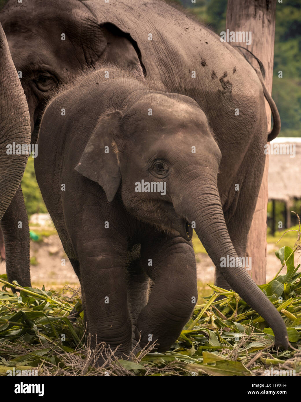 Happy Baby Elephant Stock Photo - Alamy