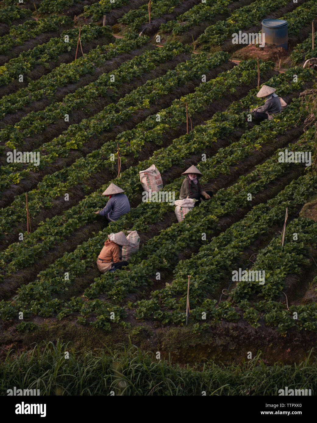 Vietnam farming hi-res stock photography and images - Alamy