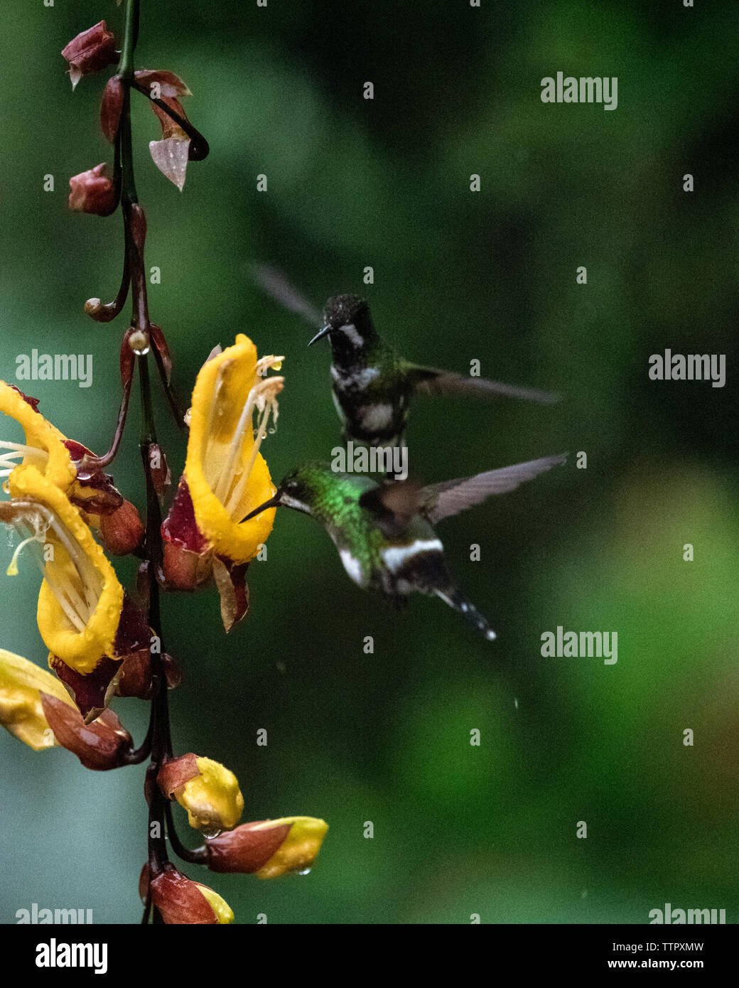 Feeding hummingbirds hi-res stock photography and images - Alamy