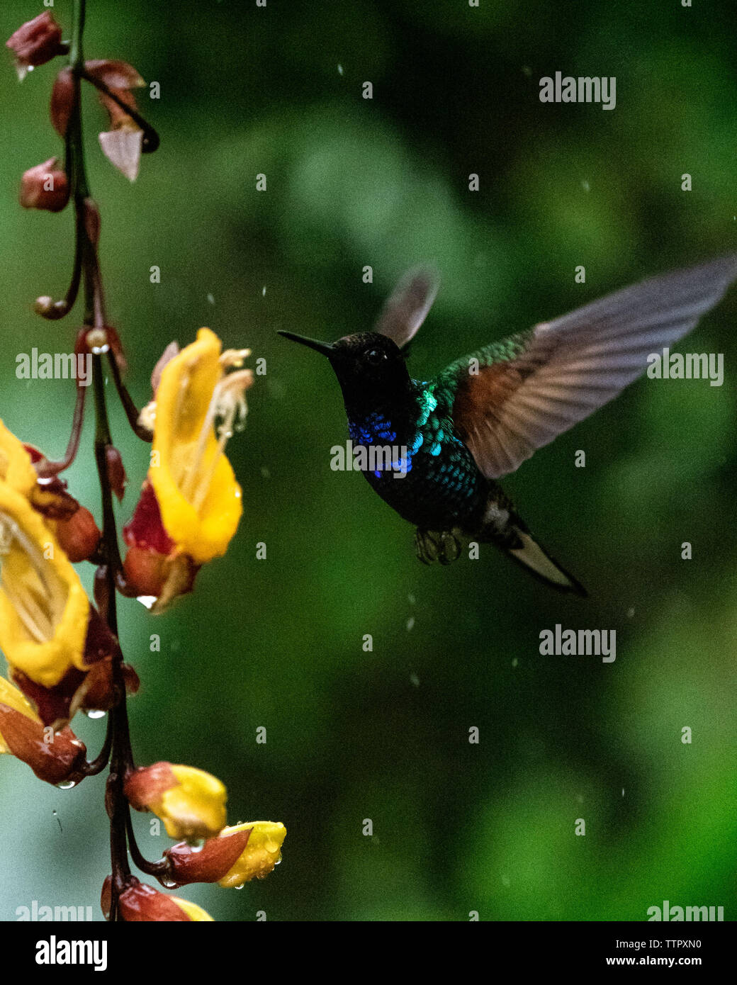 Hummingbird in the Rain Stock Photo - Alamy