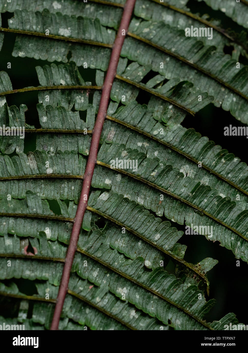 Fern details hi-res stock photography and images - Alamy