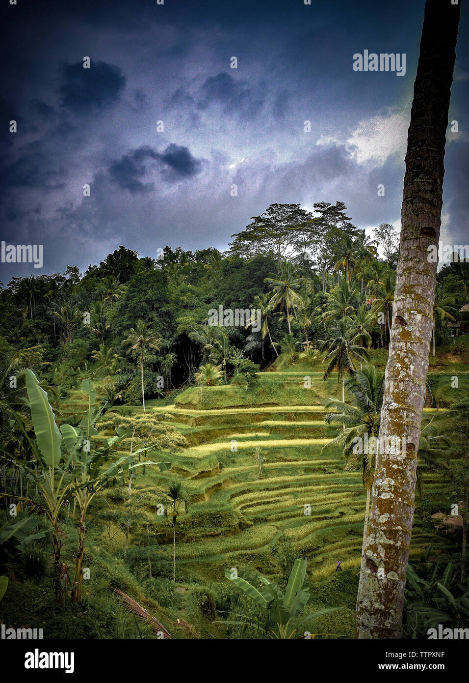 Rice paddies on the terraces of Ubud, Bali Stock Photo - Alamy