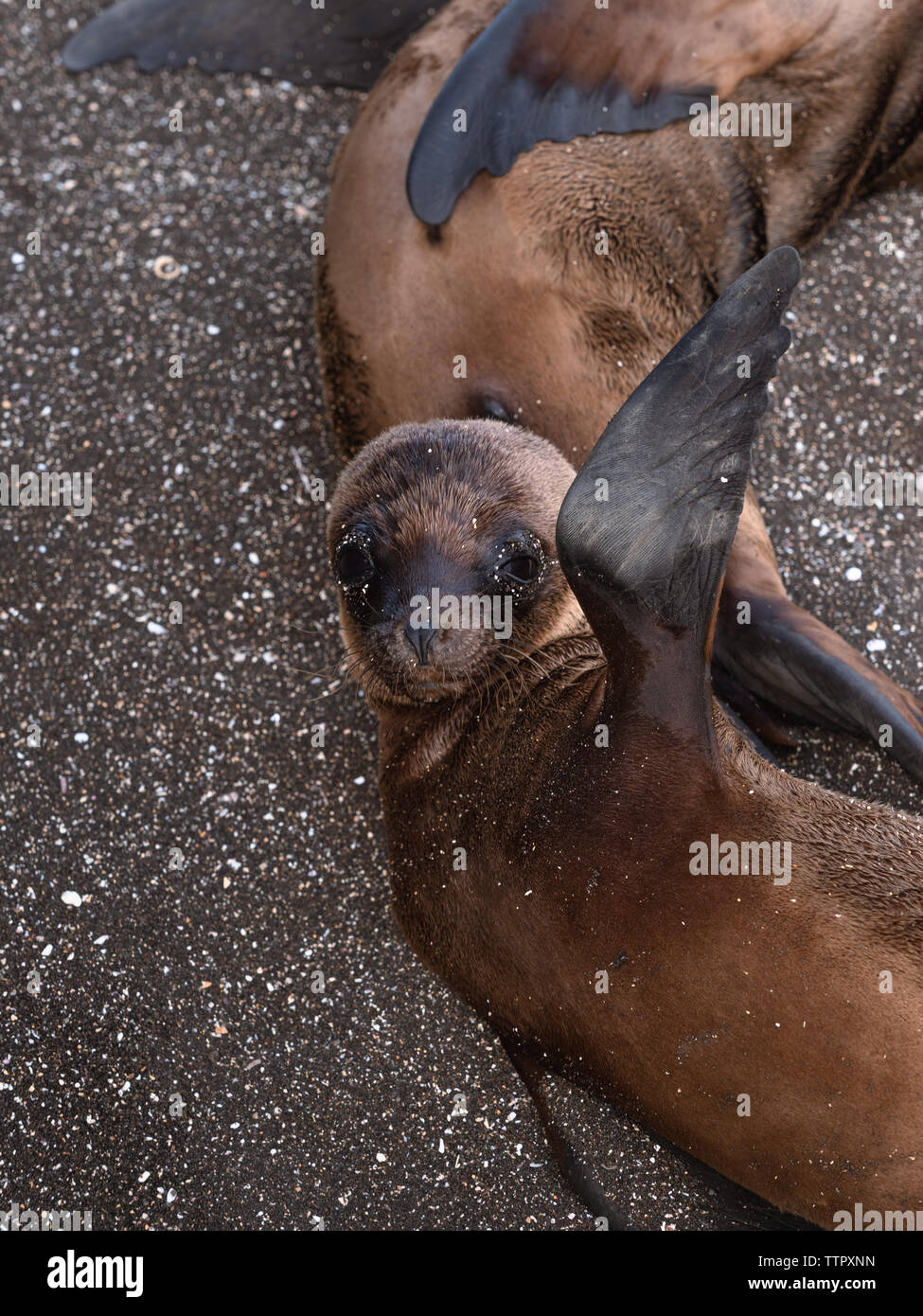 sea lion waving hello Stock Photo - Alamy