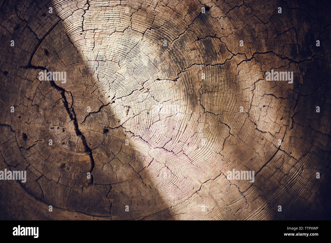 Tree stump cracked hi-res stock photography and images - Alamy
