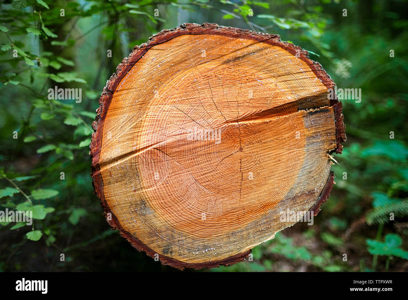 Cross Section Of Tree Id Wood Cross Section Of Tree Trunk With Green