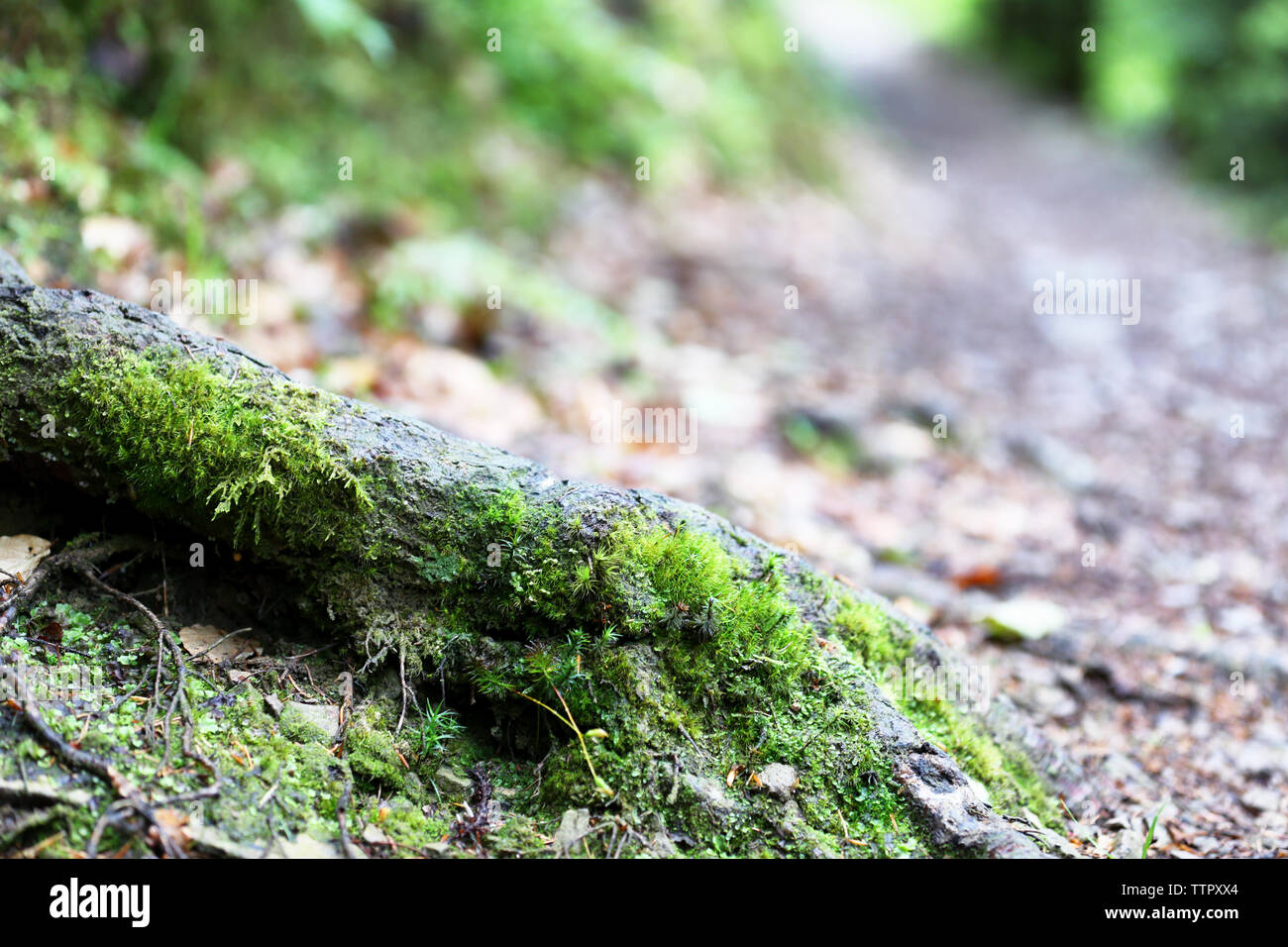 Big tree roots in Carpathian forest Stock Photo - Alamy