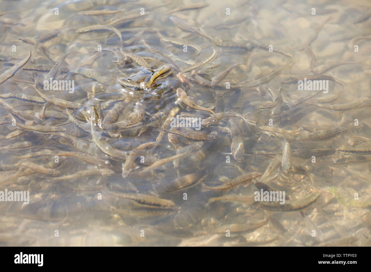 Small fish in water Stock Photo - Alamy
