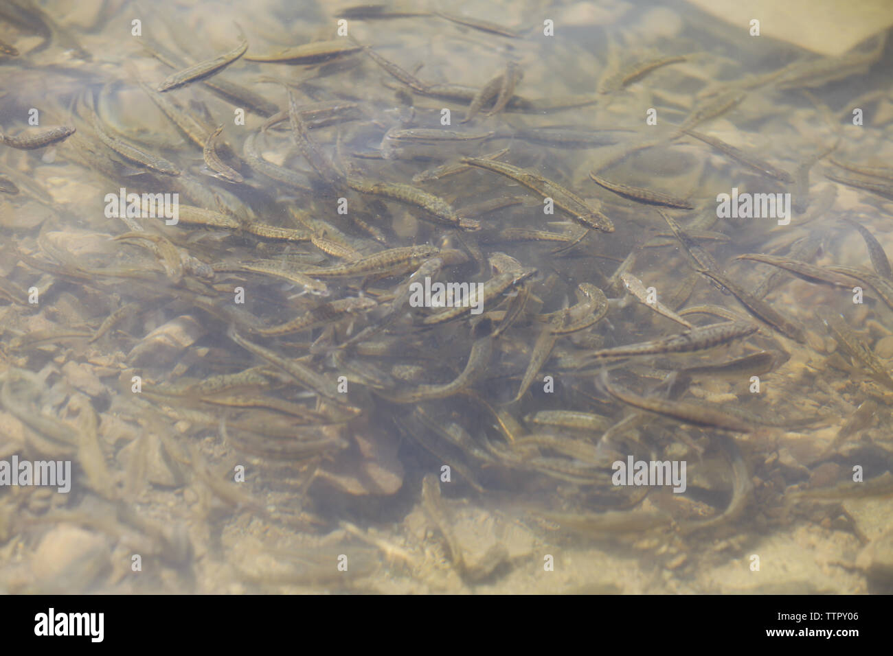Small fish in water Stock Photo - Alamy