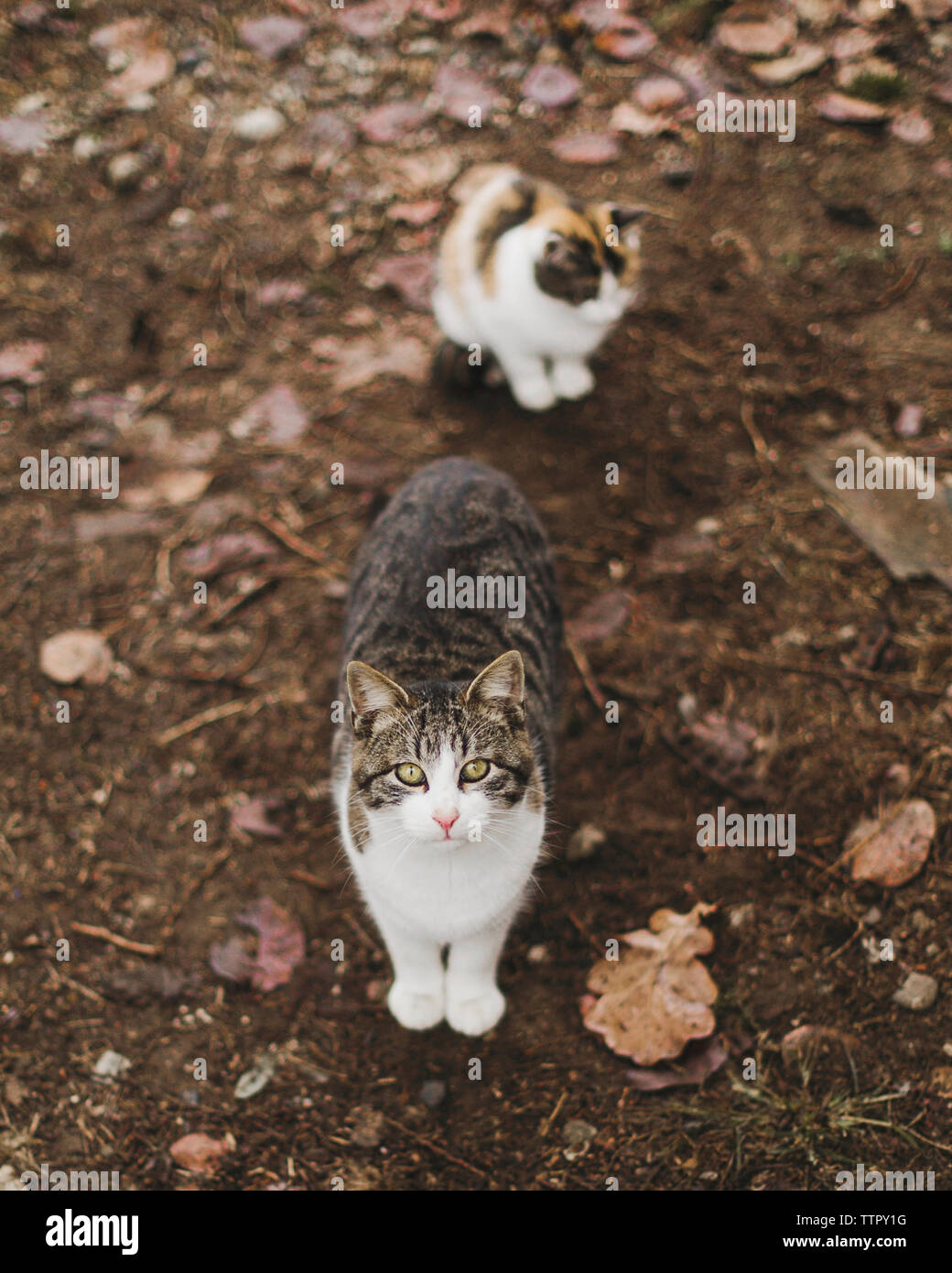 Ground mammals hi-res stock photography and images - Alamy