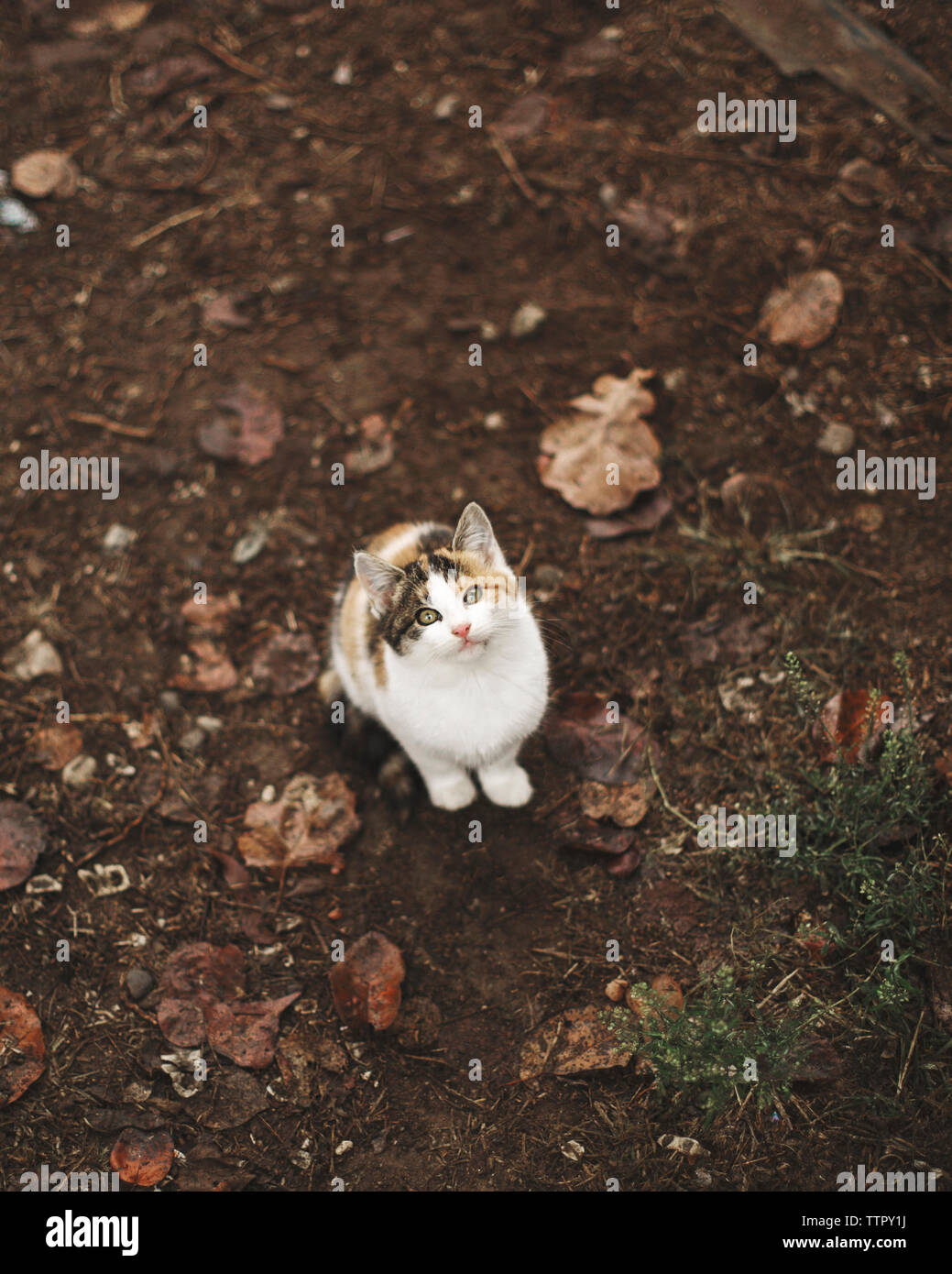 High angle portrait of cat on ground Stock Photo - Alamy