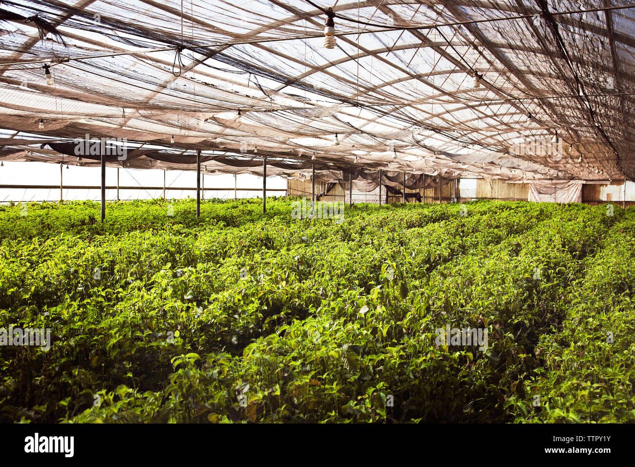 Greenhouse interior hi-res stock photography and images - Alamy