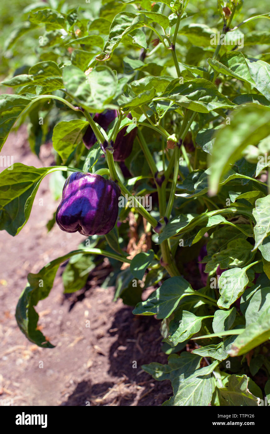 Bell pepper plants hi-res stock photography and images - Alamy